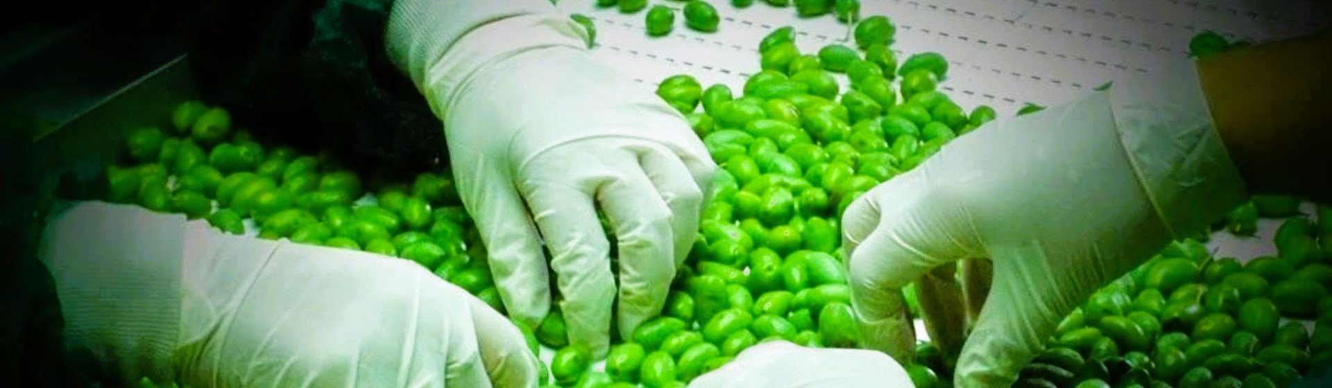 The Olive Centre Specialist Equipment, Machinery & Advice for ...